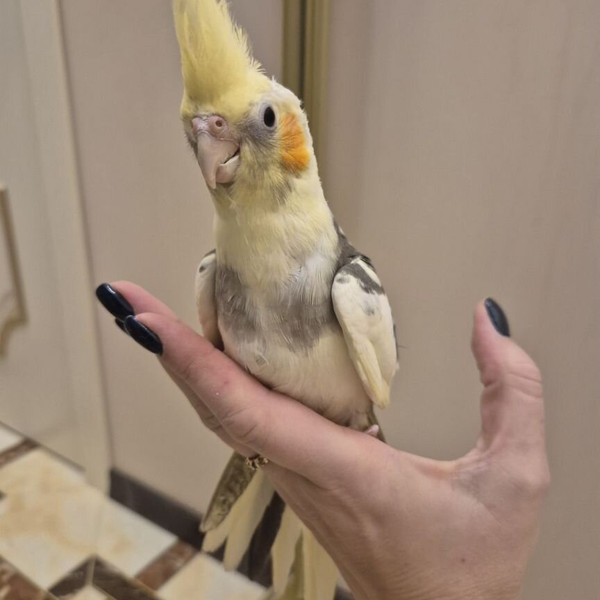 Попугай корелла мальчики и девочки