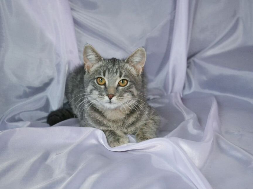 Обнимашка Эшли в поисках дома