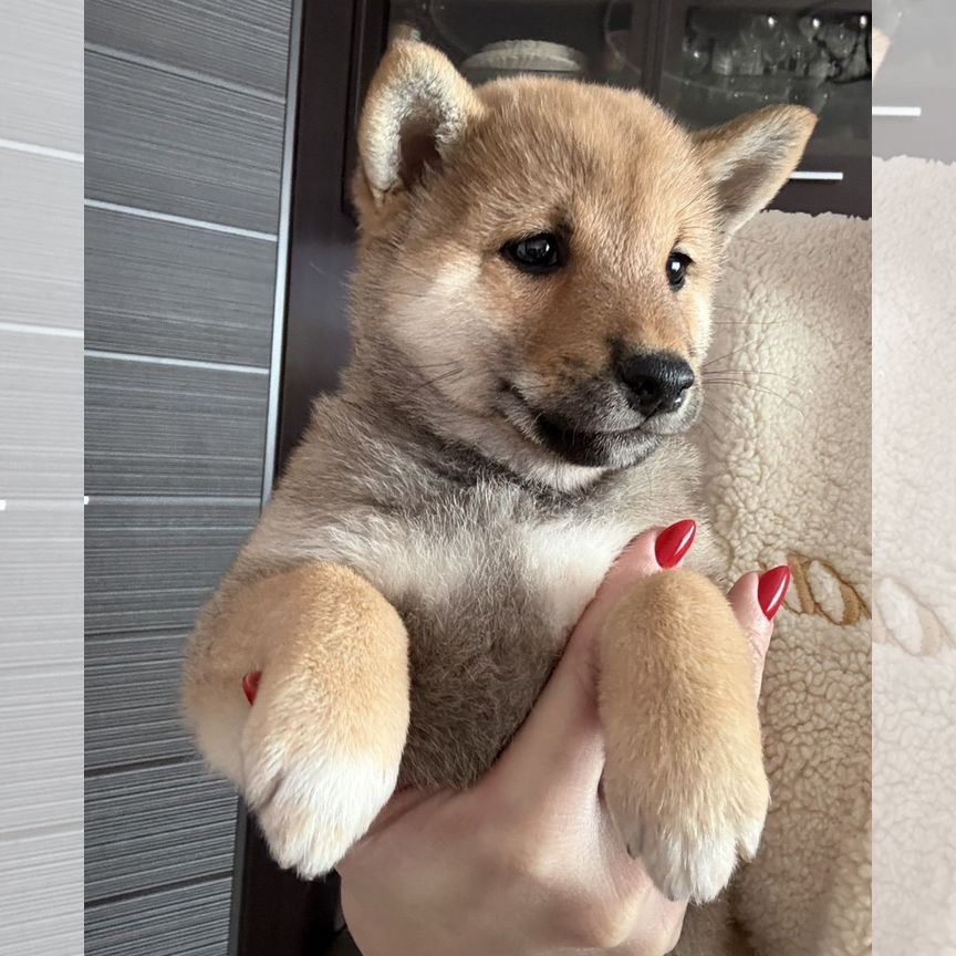 Сиба-ину, щенок