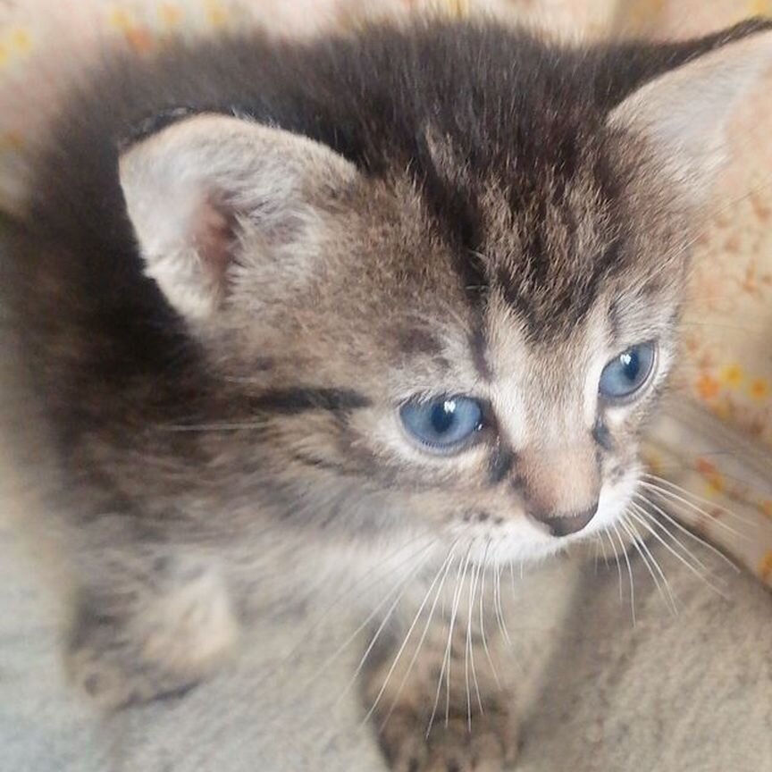 Отдаю котят в добрые руки