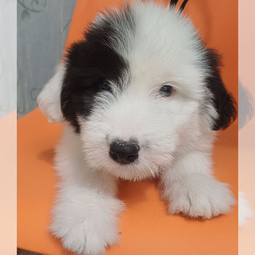 Кобель бобтейл