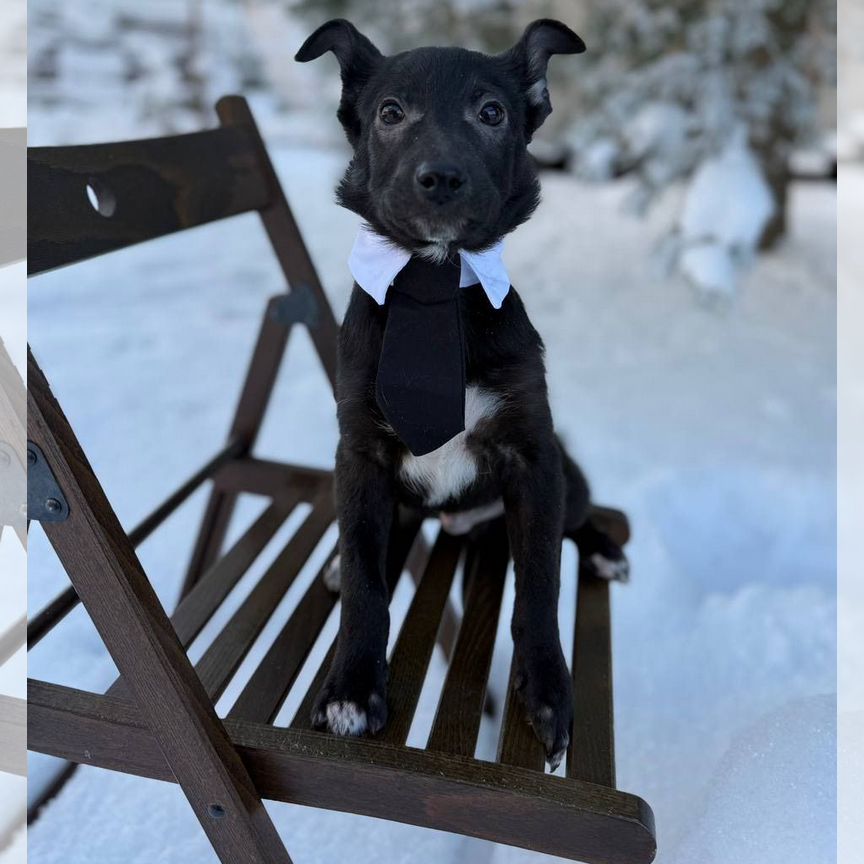 Щенок в добрые руки