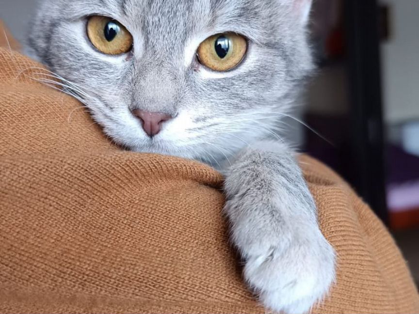 Кошка для объятий
