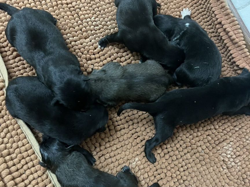 Найдены щенки