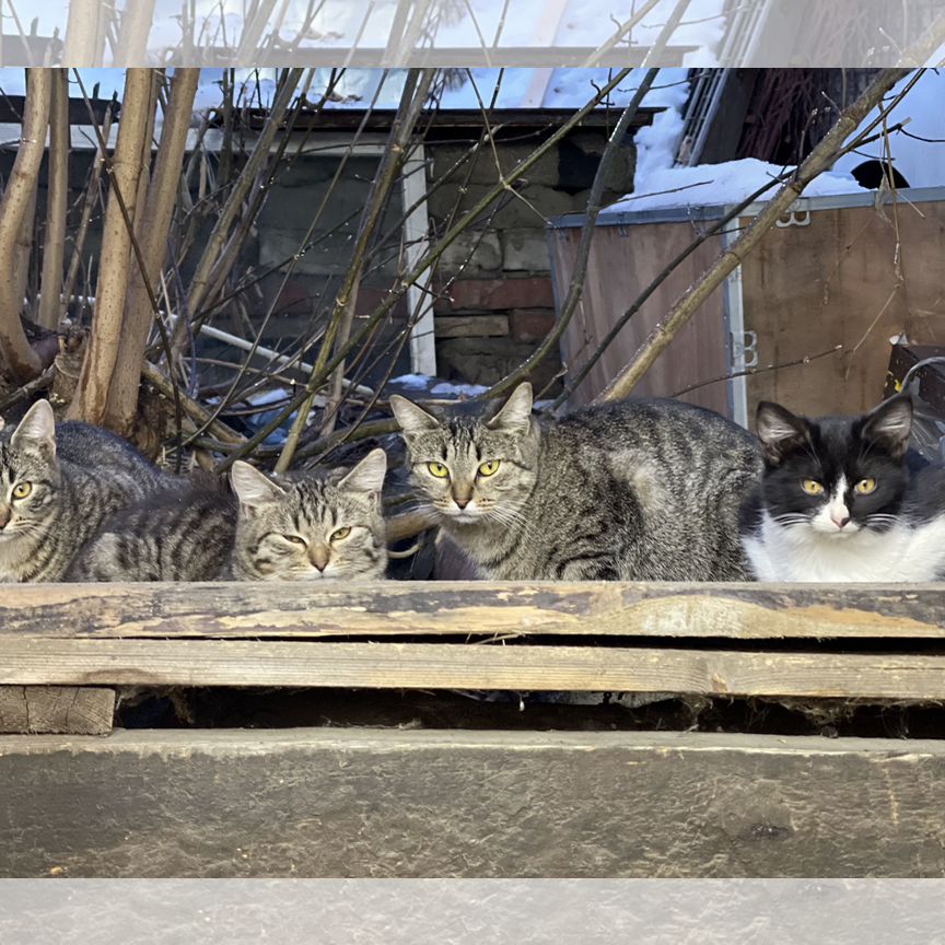 Котята ищут дом