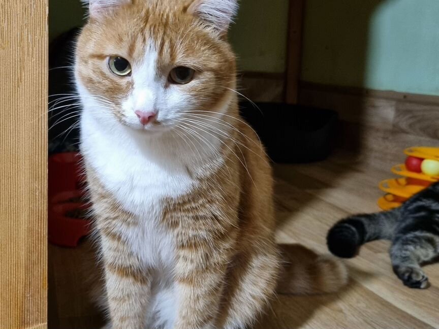 Кот из приюта