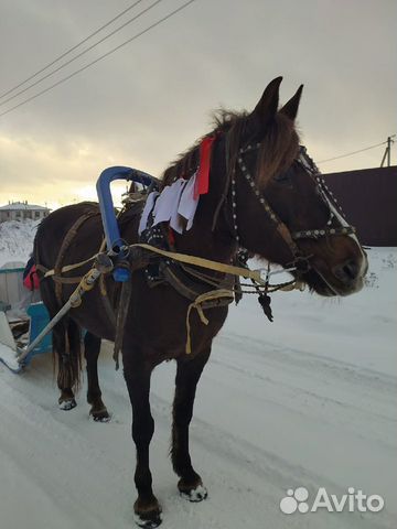 Кобыла под детей