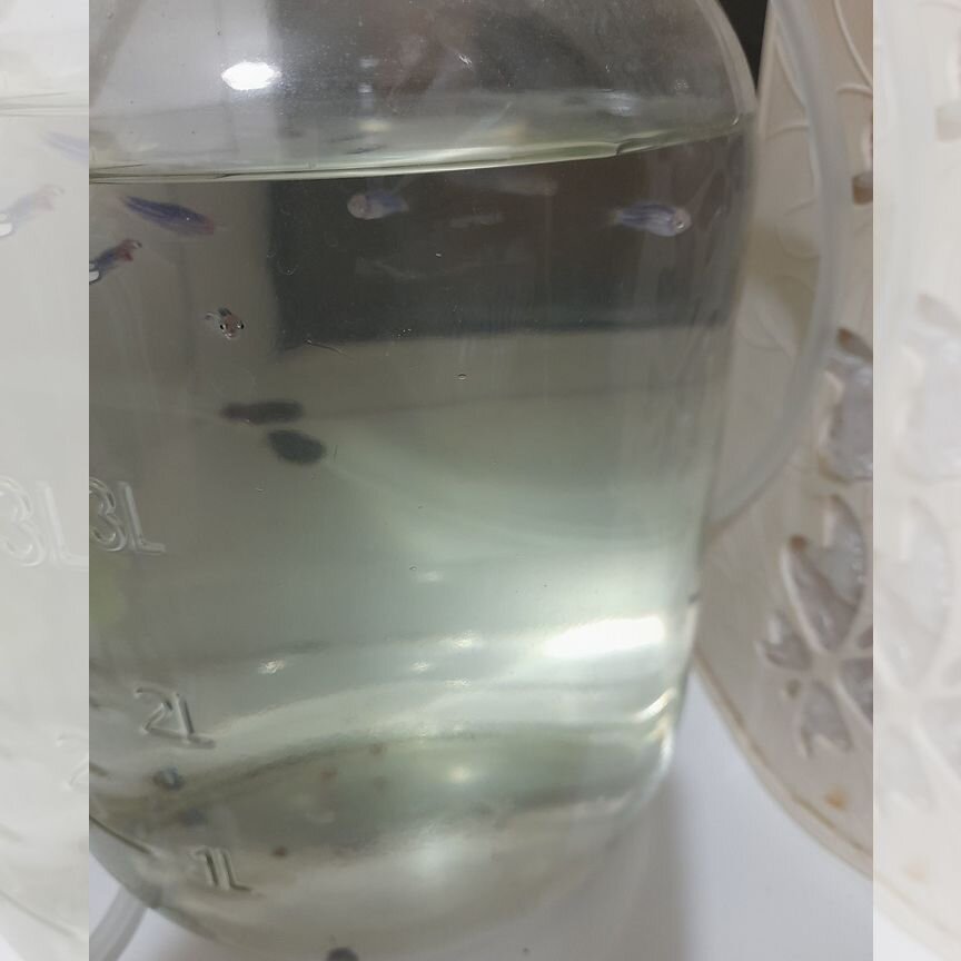 Аквариумные рыбки данио