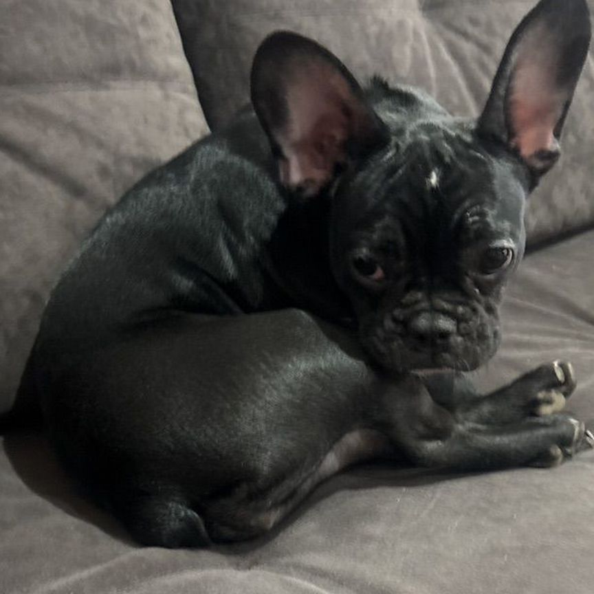 Французский бульдог, щенок