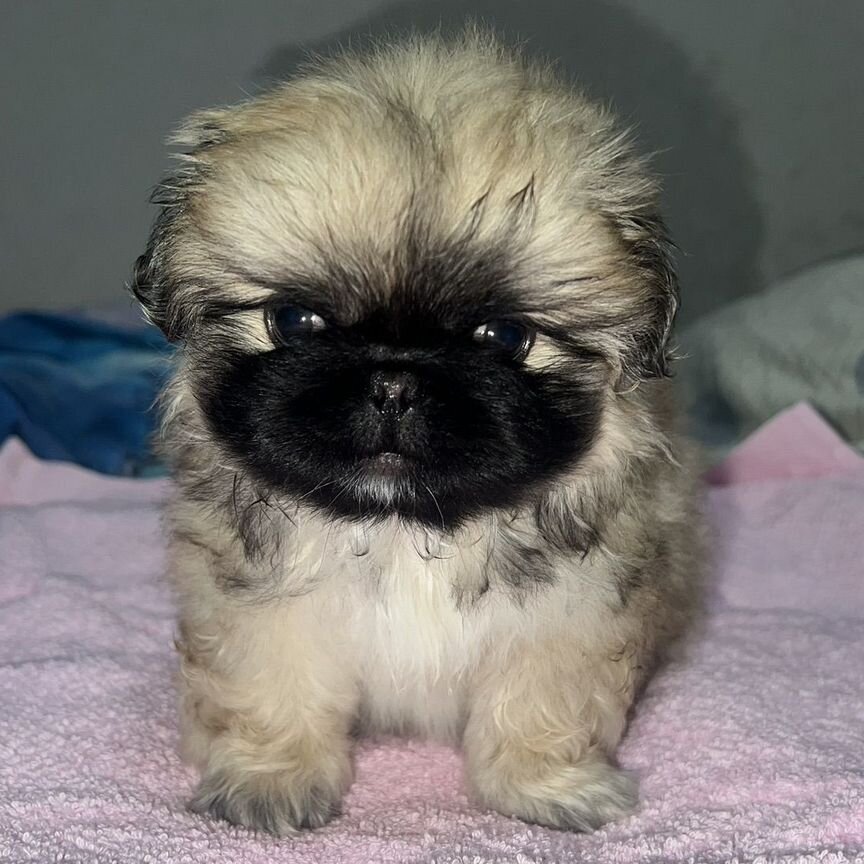 Пекинес, щенок