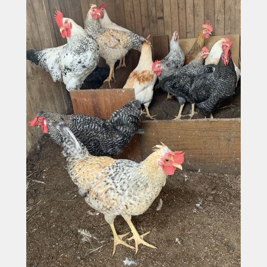 Петухи молодые домашние