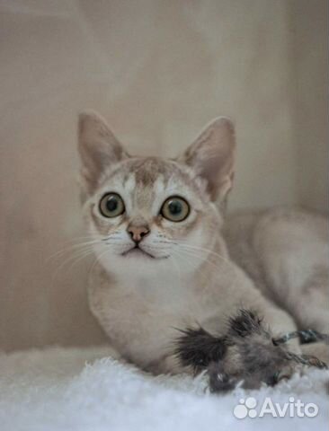 Сингапурская кошка