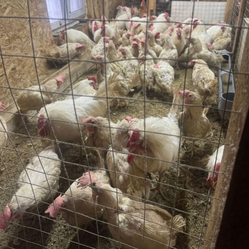 Куры декалб уайт