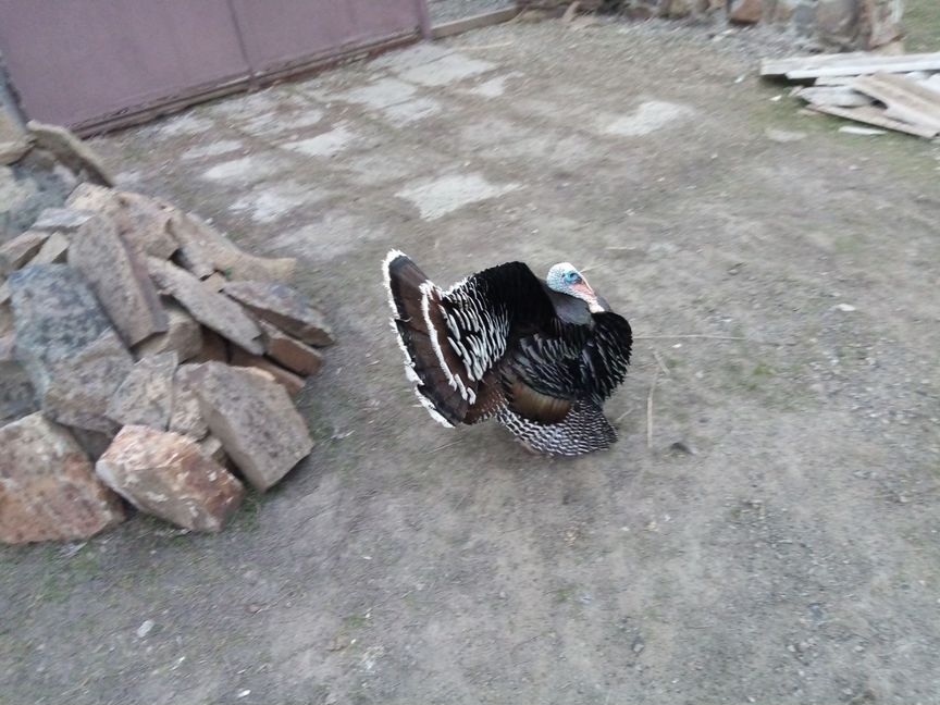 Индюки степные