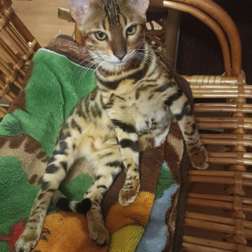 Бенгальская