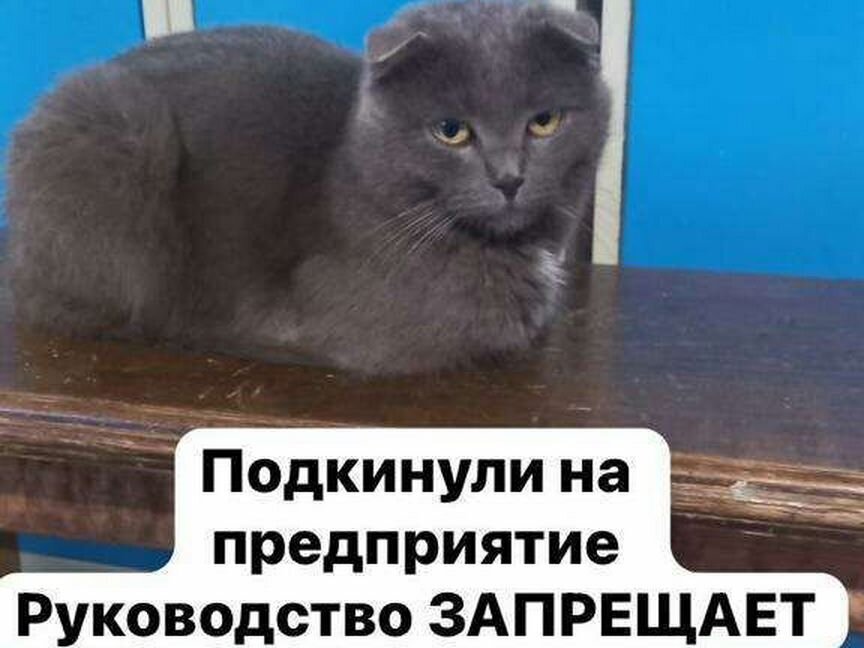 Кот вислоушка бесплатно