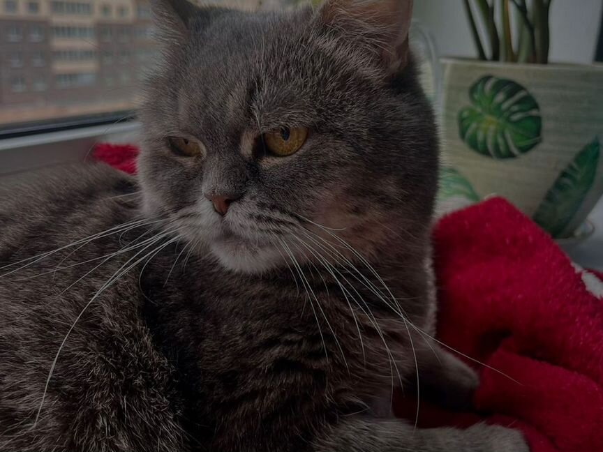 Кошка Британец - метис
