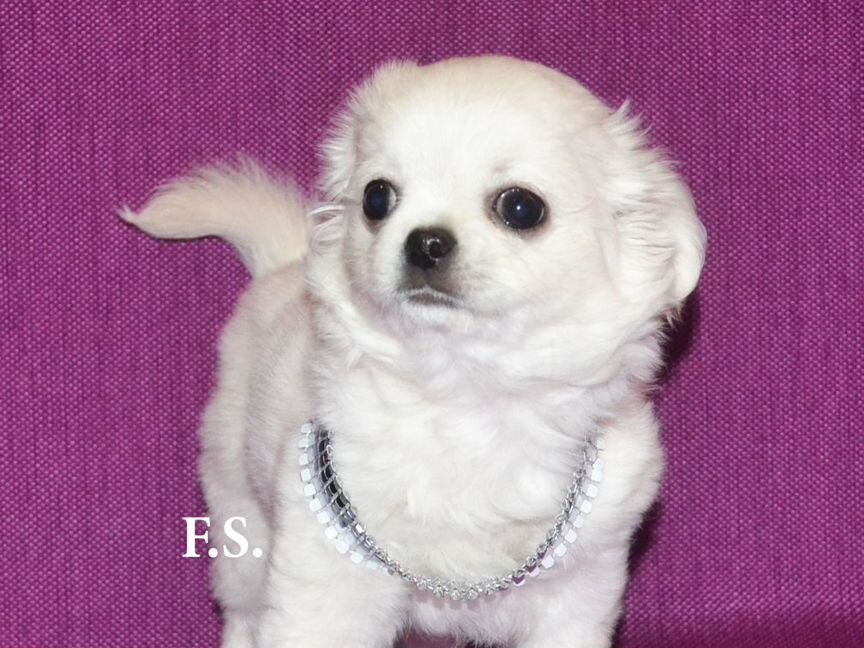 Мальчик чихуа