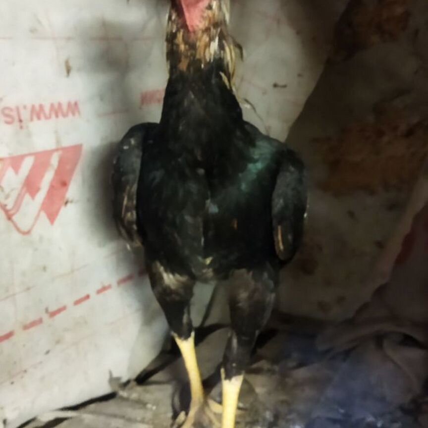 Продам трёх петушков