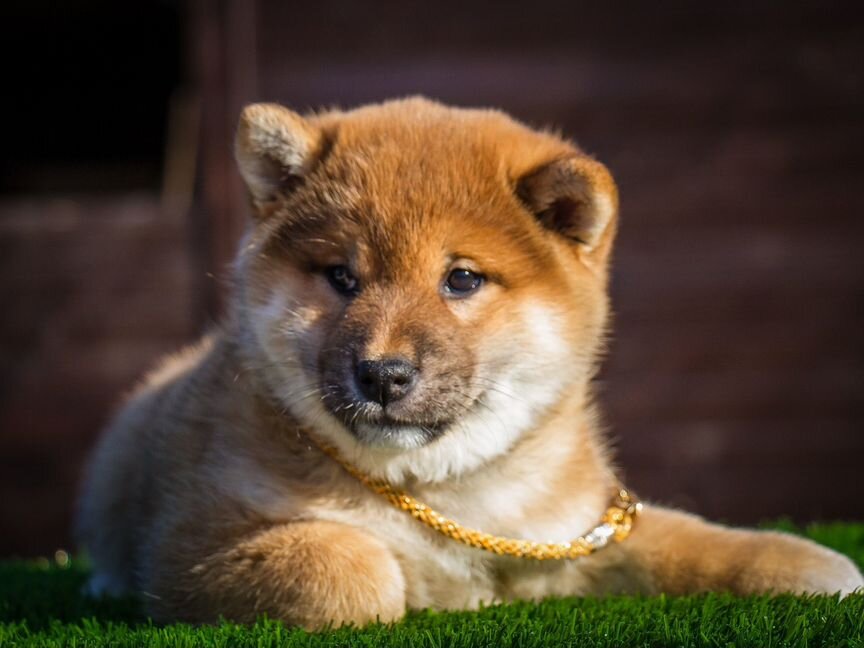 Сиба ину щенки