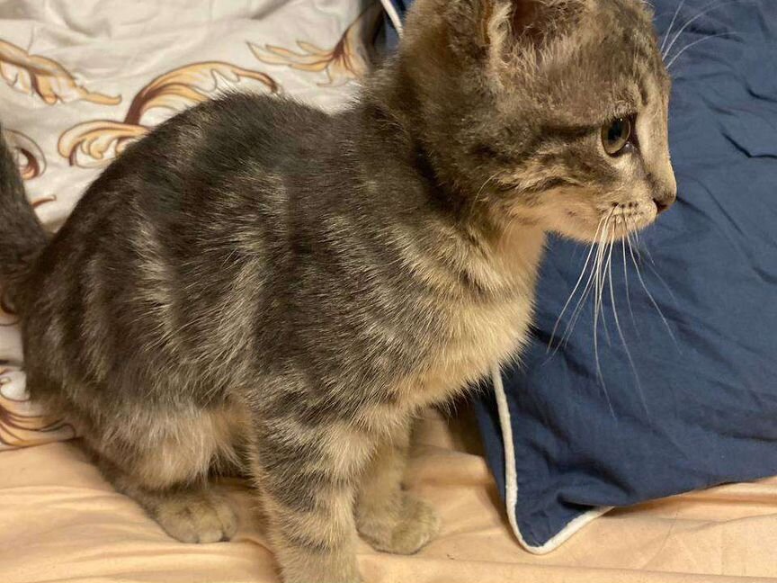 Котята Сибирский Табби домашние