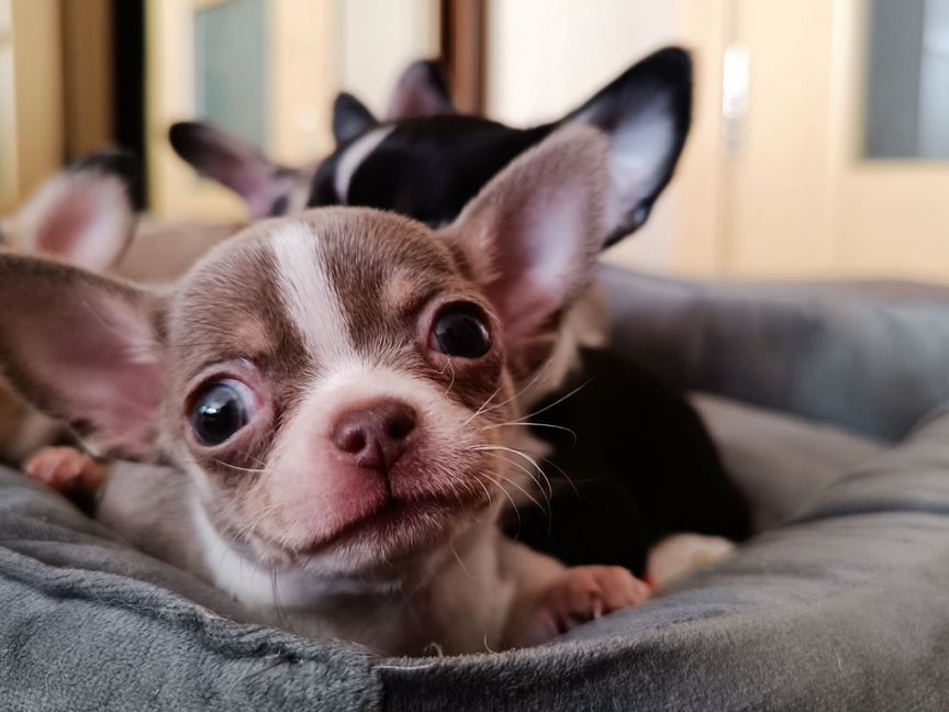 Щенки чихуахуа