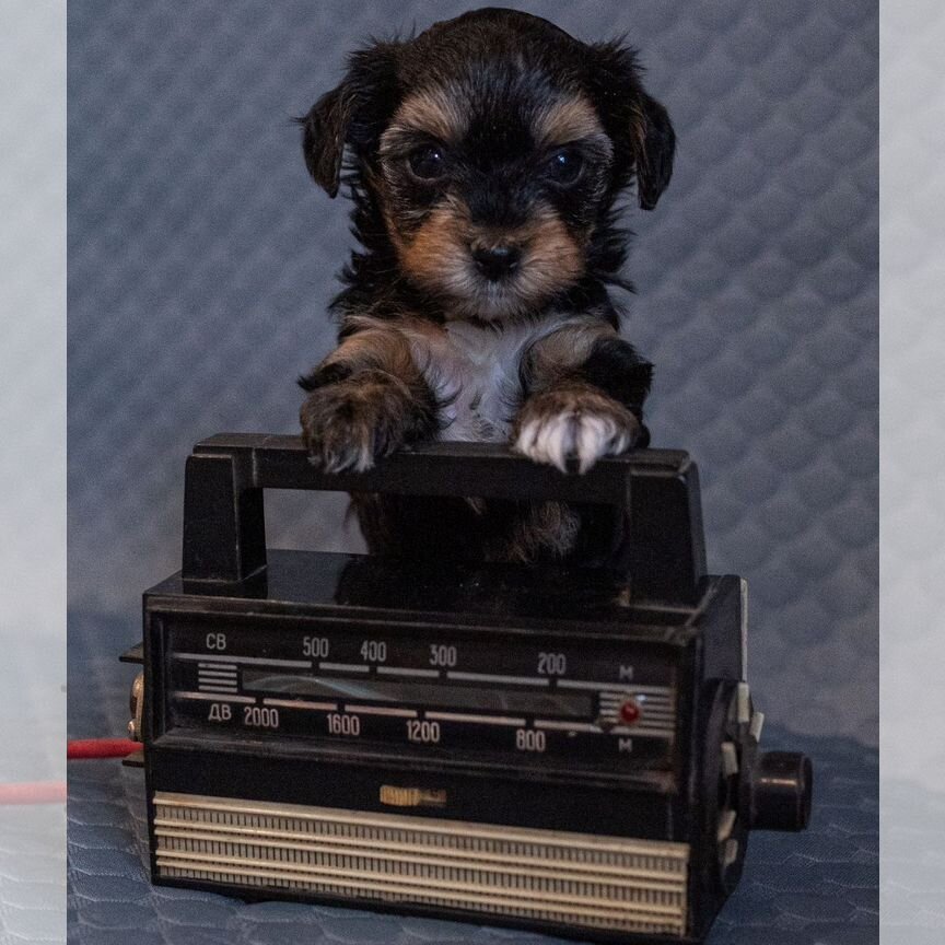 Йоркширский терьер, щенок
