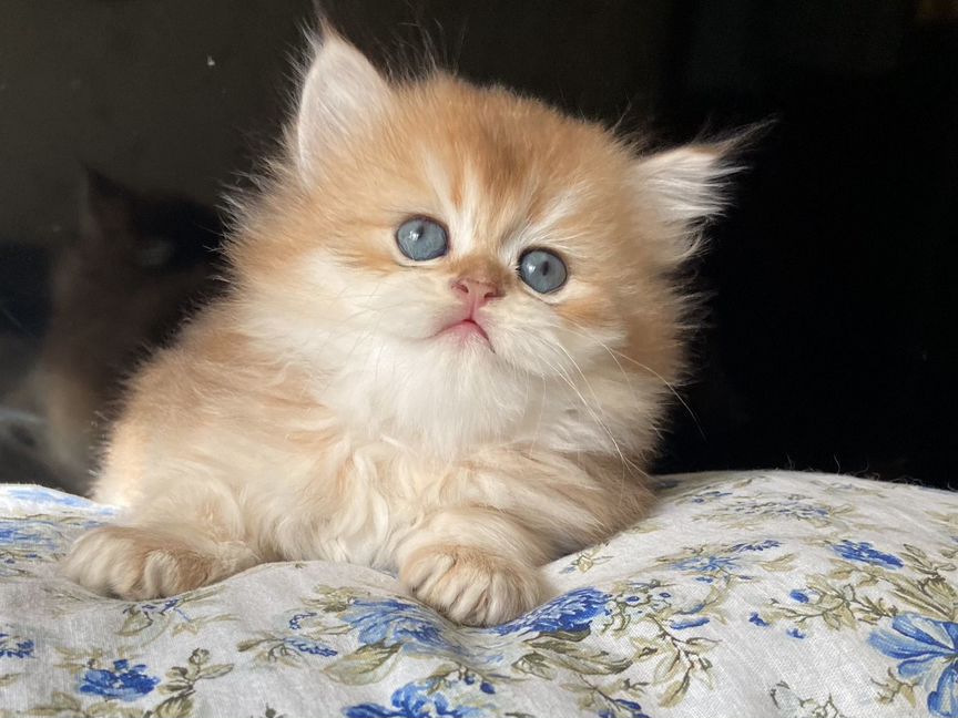 Хайленд страйт мальчик