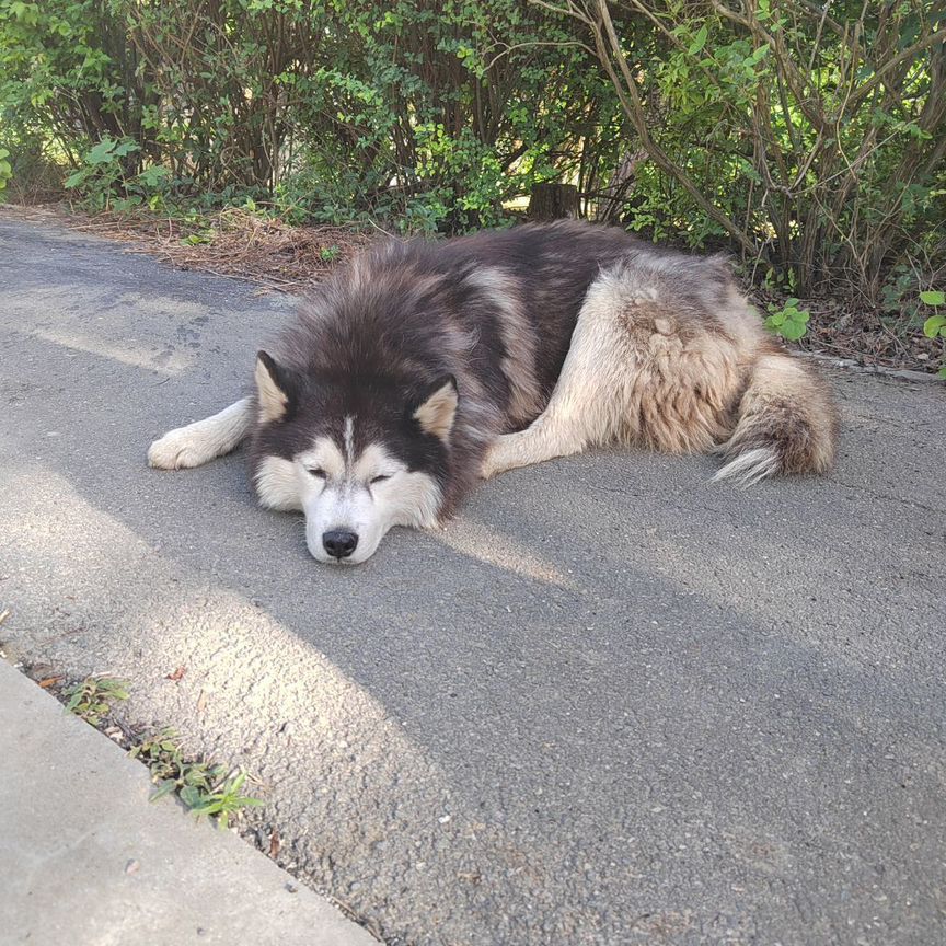 Собака в добрые руки