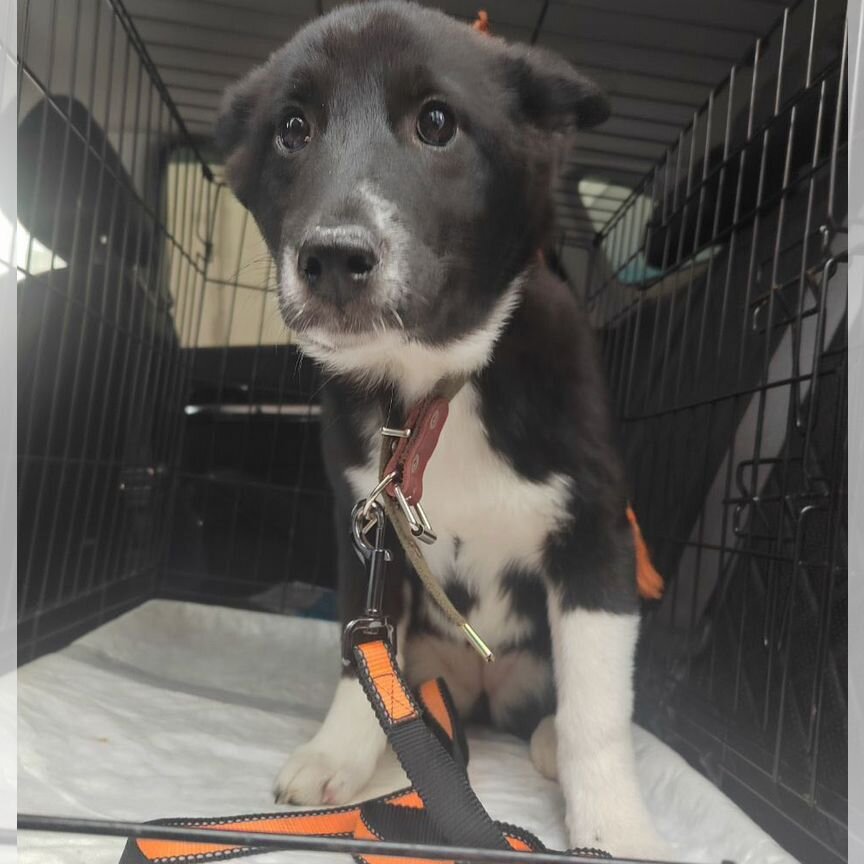 Щенок в добрые руки