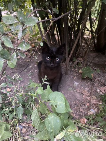 Мальчик котенок бездомный