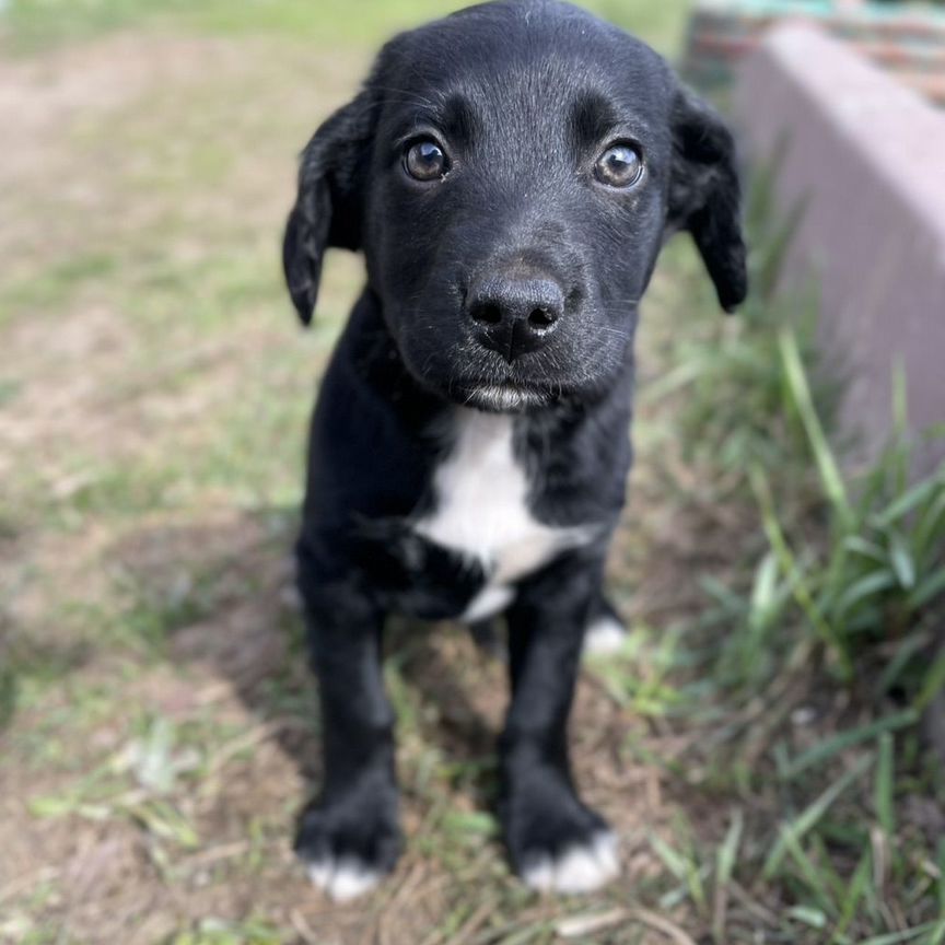 Русский охотничий спаниель, щенок