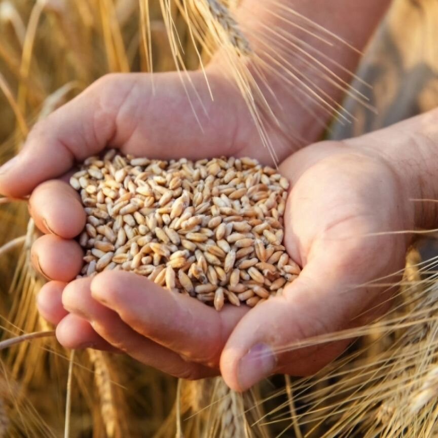 Продаётся зерно