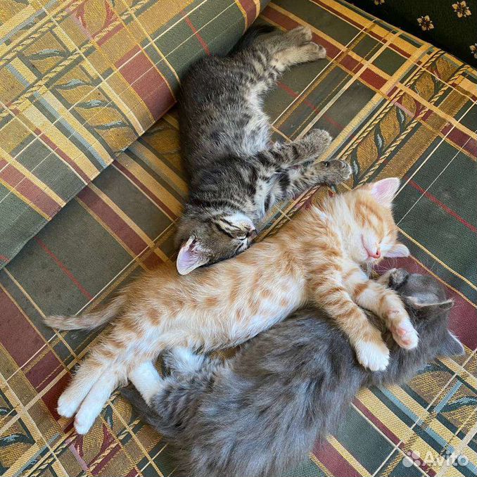 Котятки разноцветные в дар