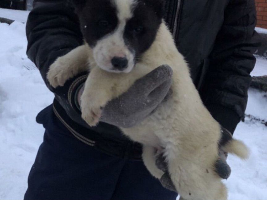 Среднеазиатская овчарка алабай щенки