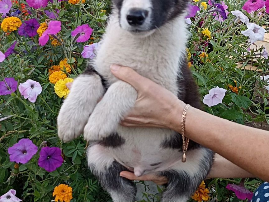 Щенки фенотип лайки в добрые руки