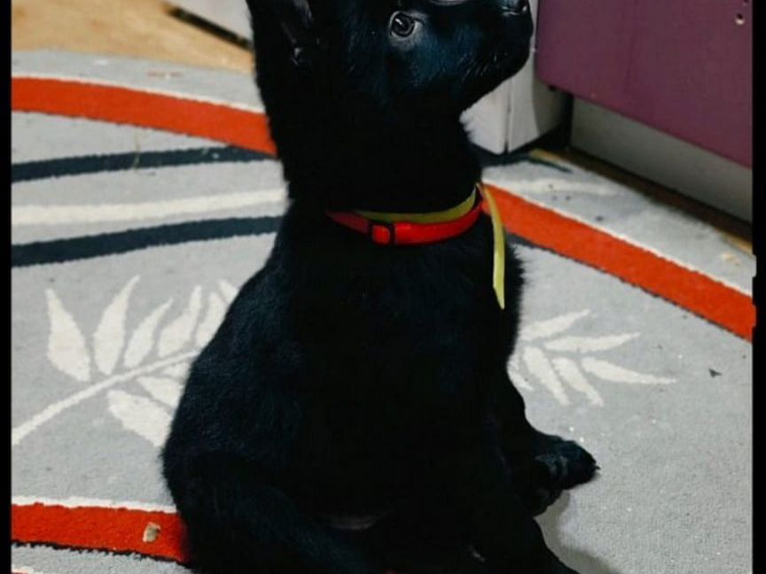 Чудесный щенок в добрые руки