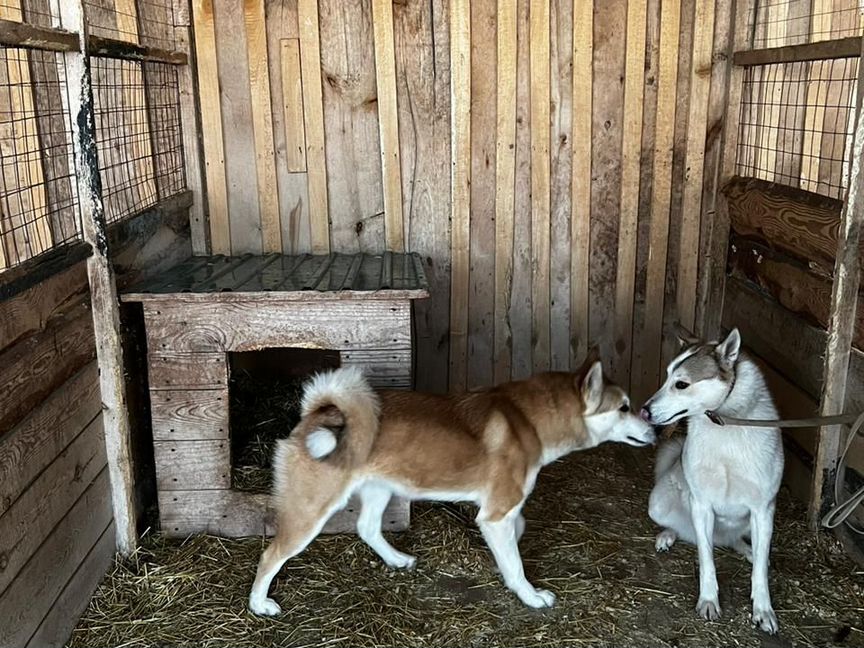 Продаю 2х сук зсл