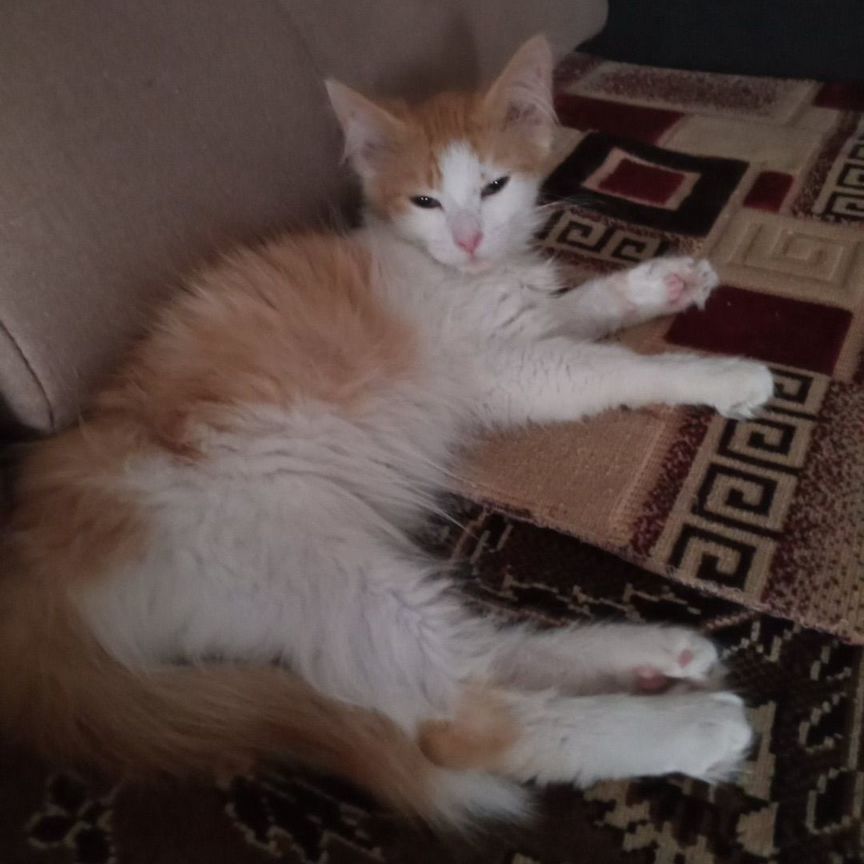 Отдам двух котиков в хорошие руки