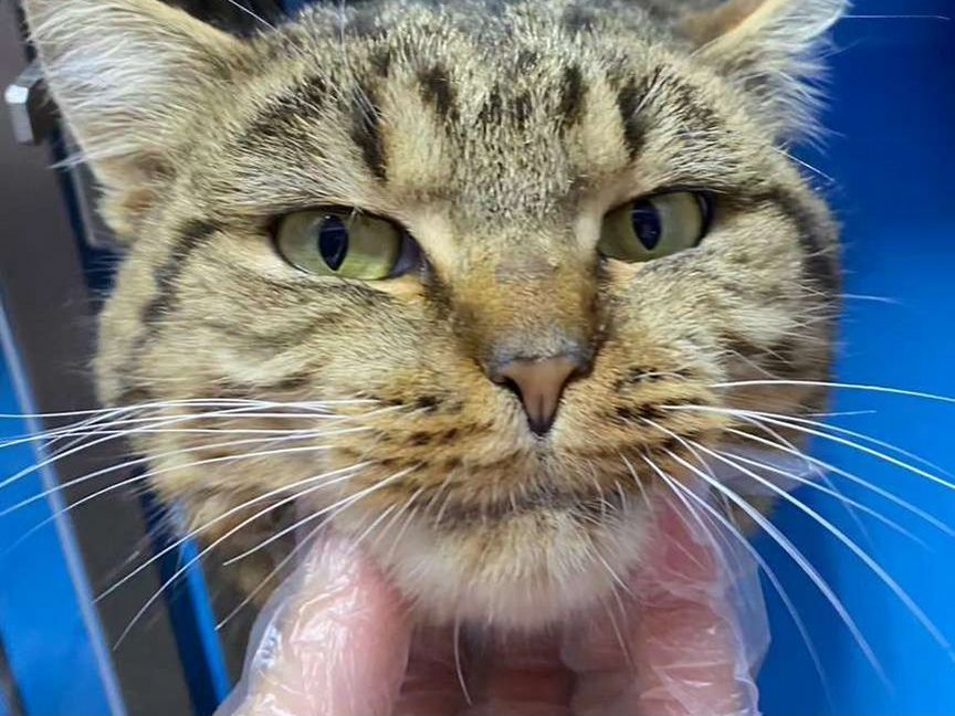 Кошка с самыми круглыми щечками