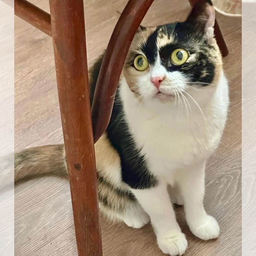 Взрослая кошка в добрые руки