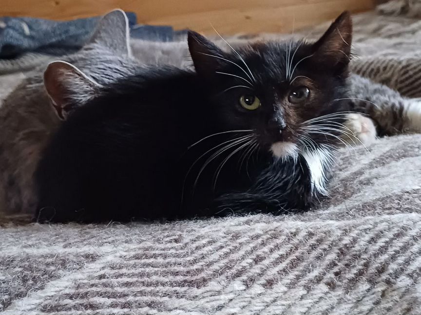 Котенок в Добрые руки