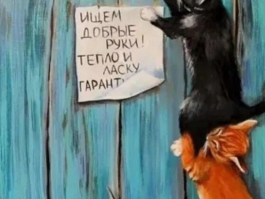 Котята нуждаются в людях