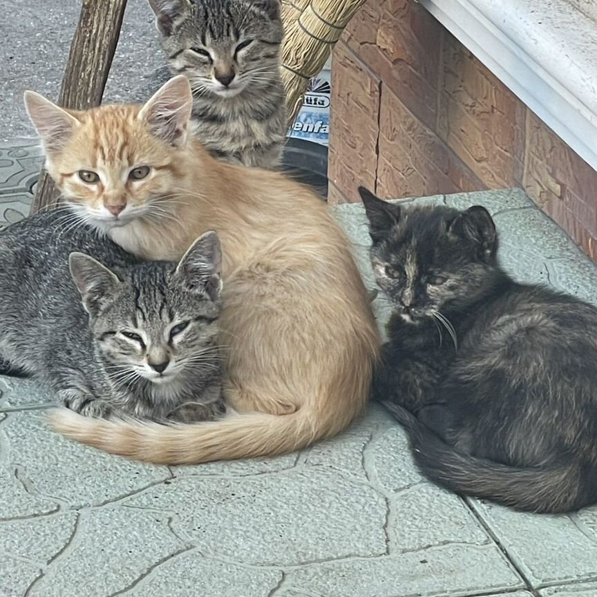 2 котика и 2 кошечки ждут своего настоящего друга