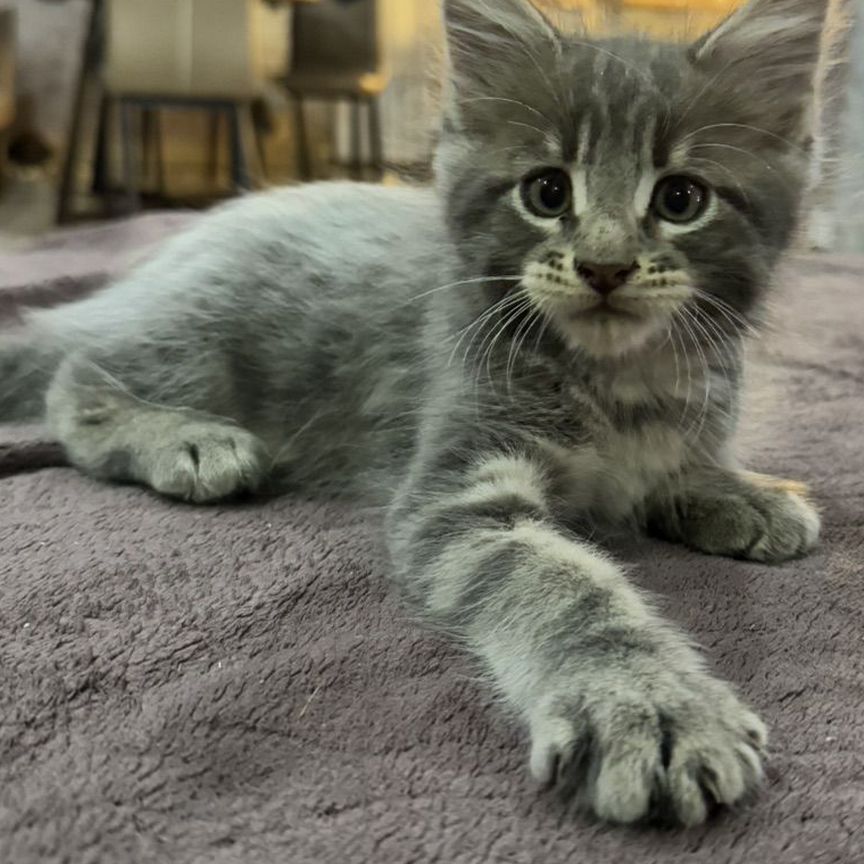 Мейн-кун котёнок