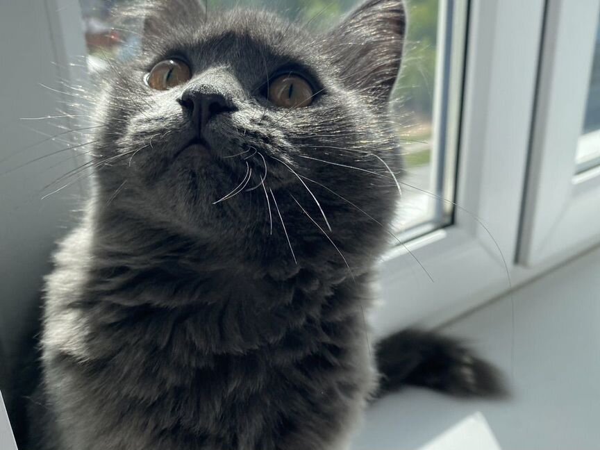 Шотландский кот вязка