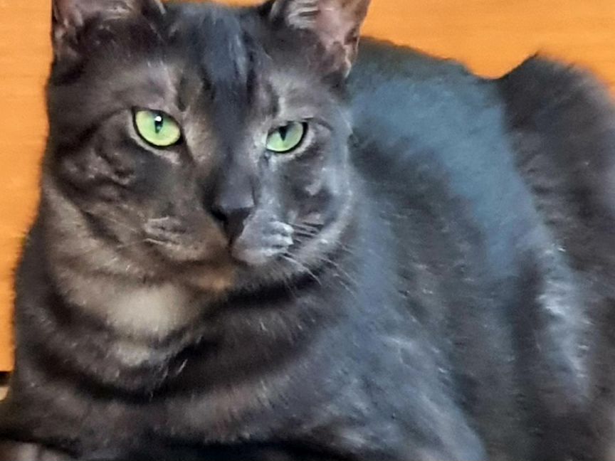 Котик Шон (1 год)