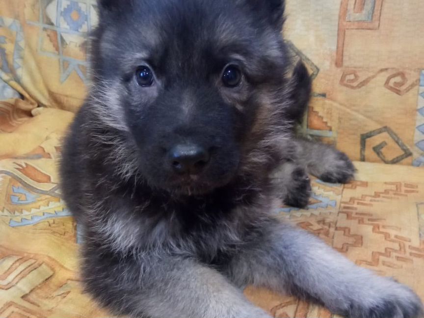 Щенок немецкой овчарки