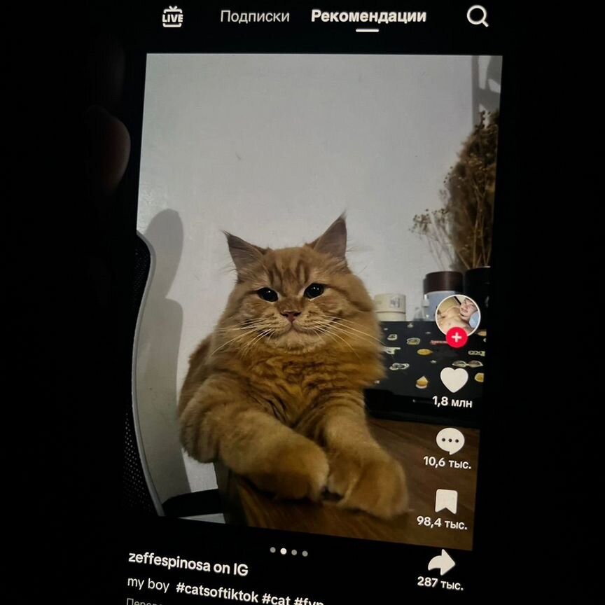 Кошка Назар