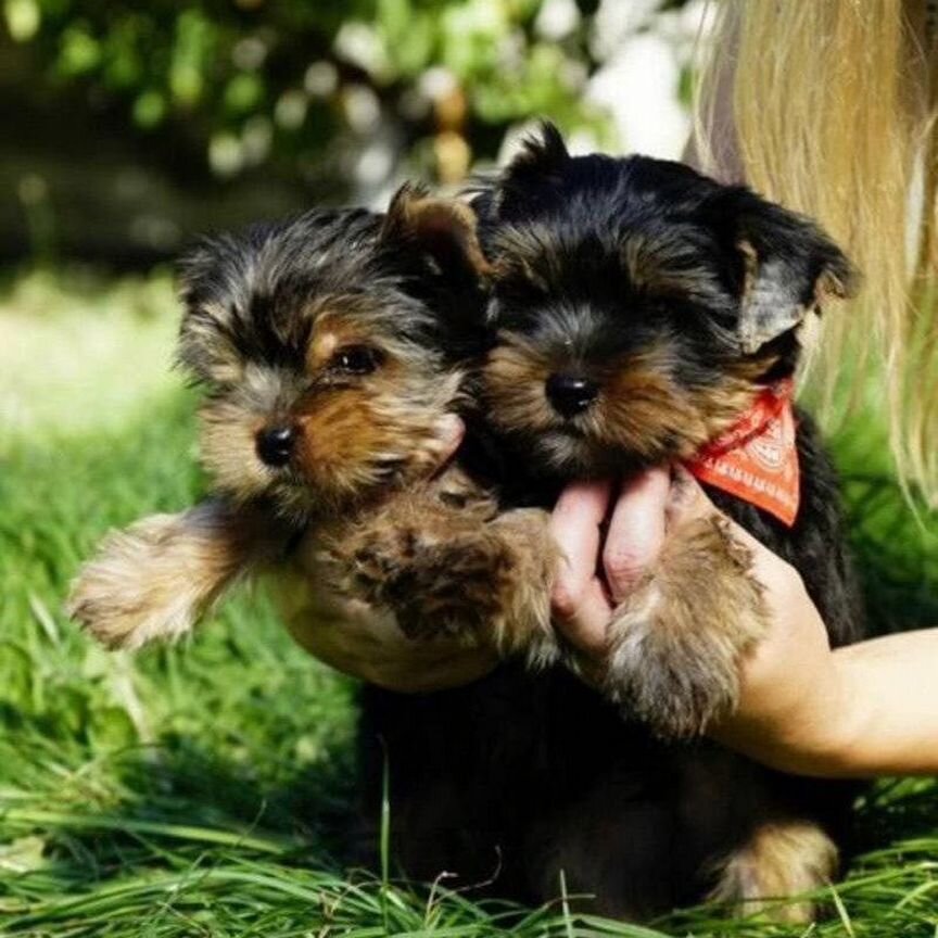Щенки породы мини йорк